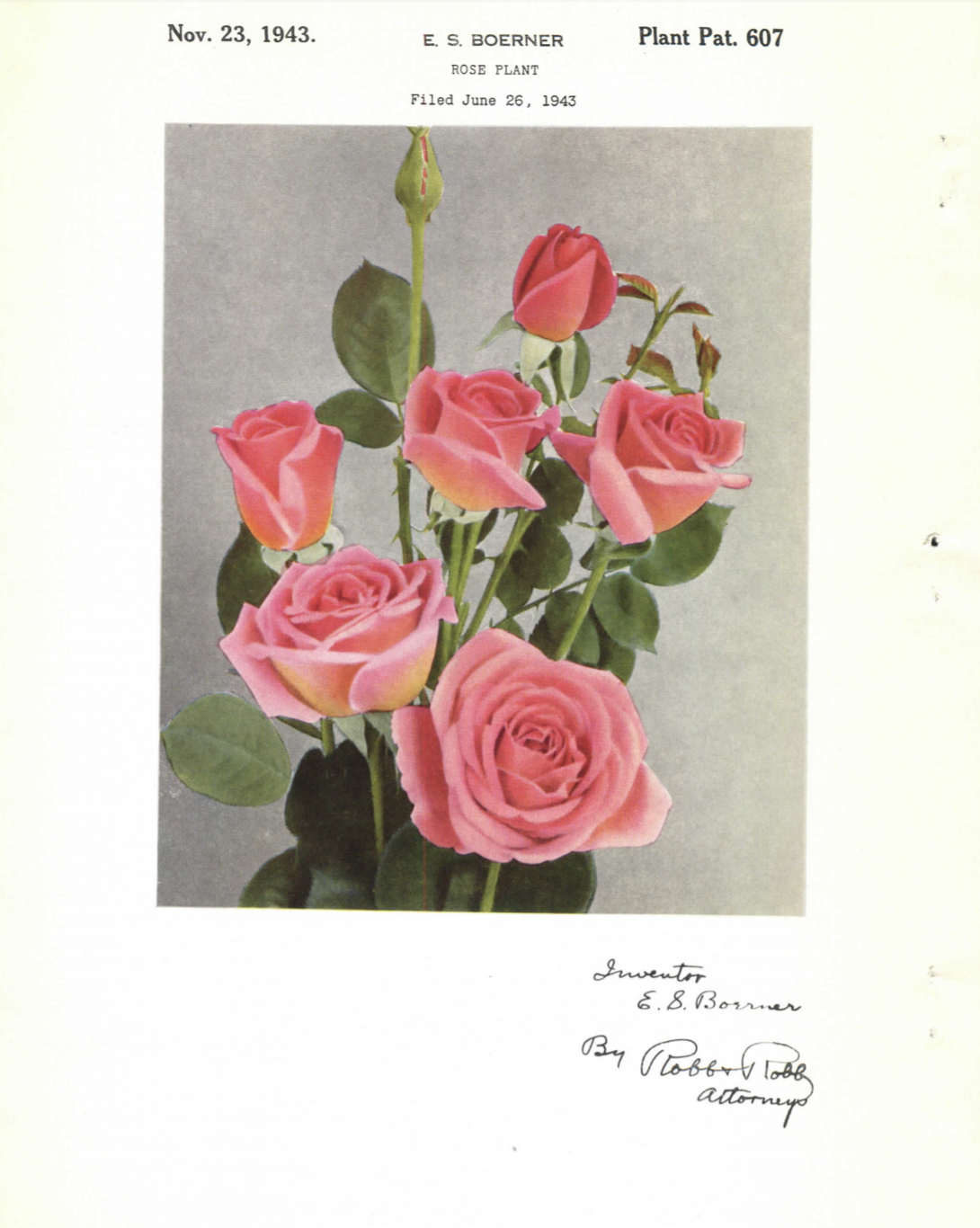 The Katherine Marshall Rose - The George C. Marshall Foundation