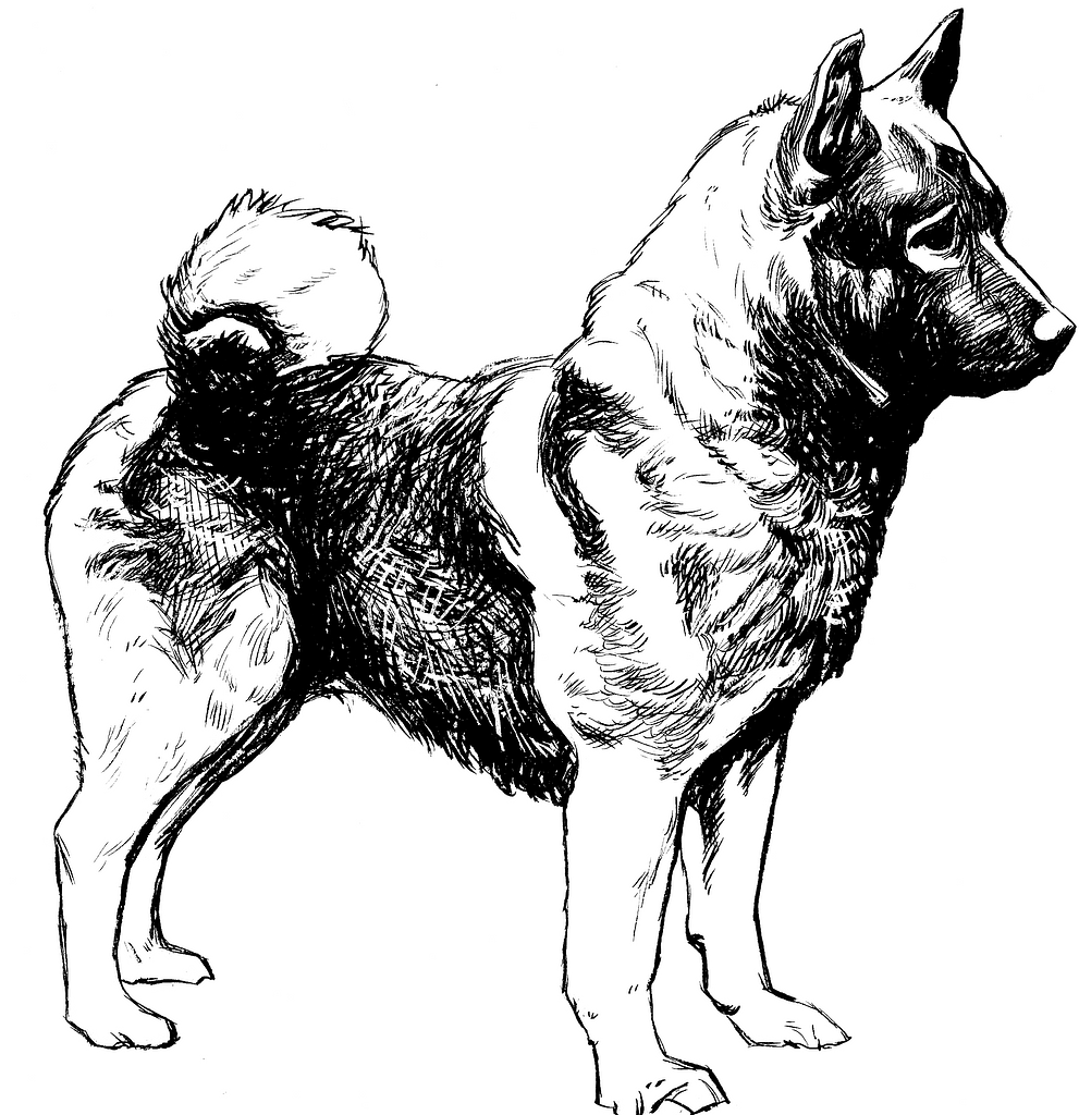 The Story of Gen. Marshall's Norwegian Elkhound